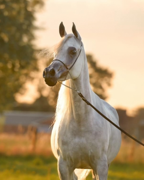 Al Shira'aa Arabians